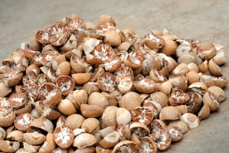 "Betal " is beneficial for throat cough in Ayurveda