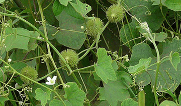 "Luffa Echinata" medicinal uses in Ayurveda