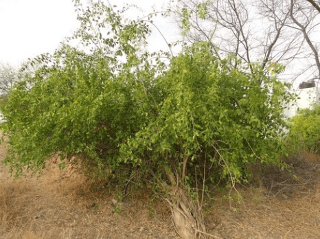 "Peelu" beneficial for Hemorrhoids, fever, Urine disease