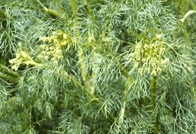 "Asafoetida" Properties and Advantages in Ayurveda