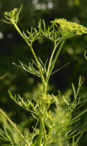 Medicinal use of Hing, Asafoetida in Ayurveda - Herbalogy