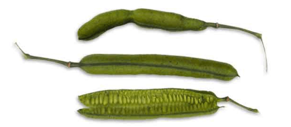 Medicinal use of Kasoda Plant in Weakness, Constipation, Body Head ...