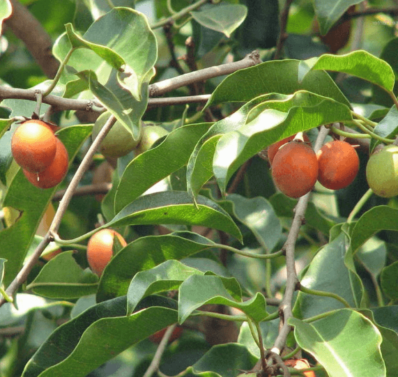 “Bakul/Maulsiri”, “बकुल/मौलसरी” Medicinal uses and Health Benefits ...