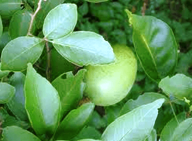 “Bilva/Indian bael”, “बेल फल” Medicinal uses and Health Benefits ...