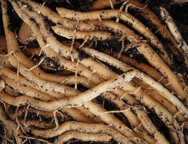 “Meshashringi/Gudmar”, “गुड़मार” Medicinal uses and Health Benefits ...