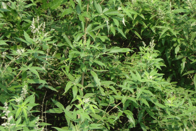 "Nirgundi", "निर्गुन्डी" Medicinal uses and Health Benefits, Dosage ...