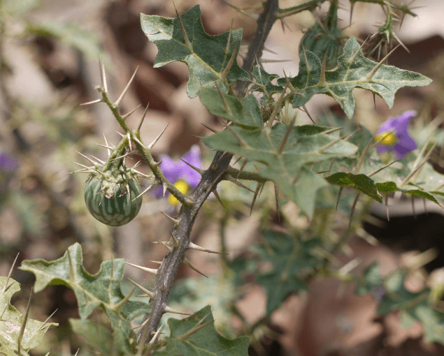 “Kantakari”, “कंटकारी” Medicinal uses and Health Benefits, Dosage ...