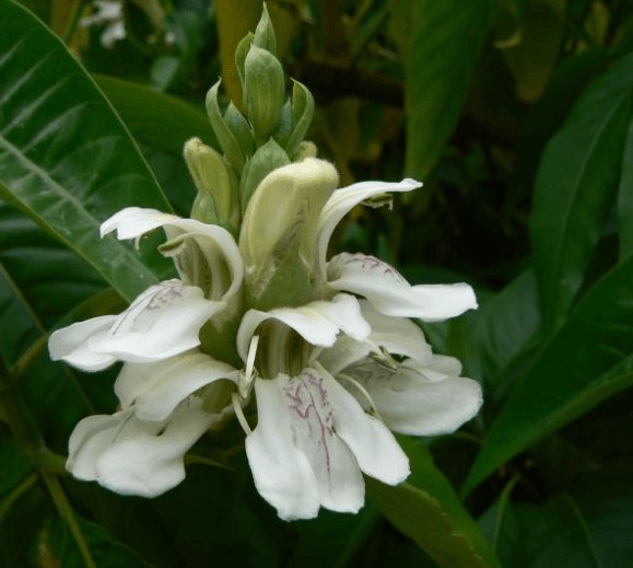 “Vasa”, “वासा” Medicinal uses and Health Benefits, Dosage, Facts ...